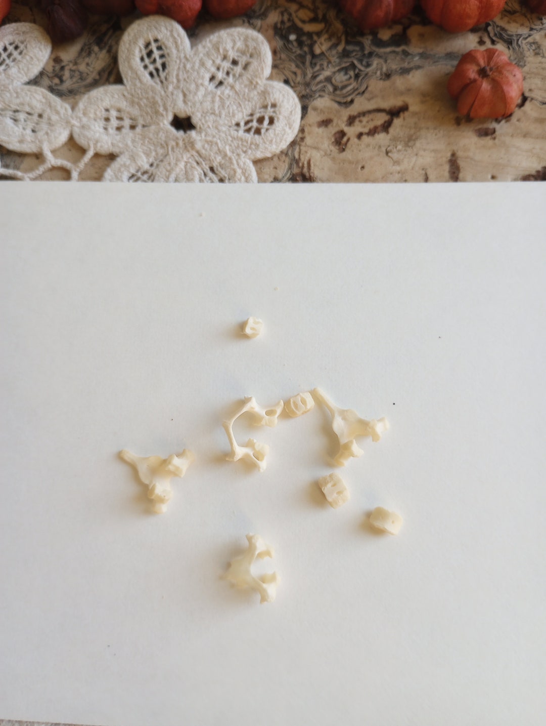 Deathtaxusa • #2470 - Real Animal Vertebrae Vertebra Bone Lot | Bones ...