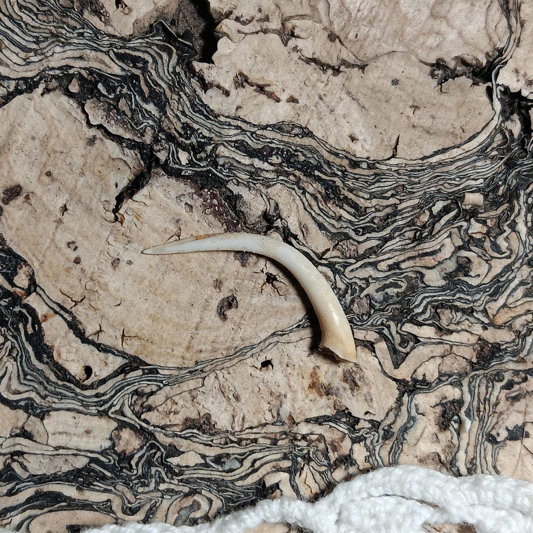 Deathtaxusa • #3829 - Real Snake African Gaboon Viper Fang Bone | Bitis ...