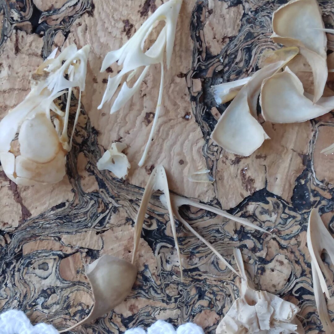 Deathtaxusa • #1020 - Real Animal Bird Domestic Chicken Chick Skull Skulls | Birds Bone Bones ...