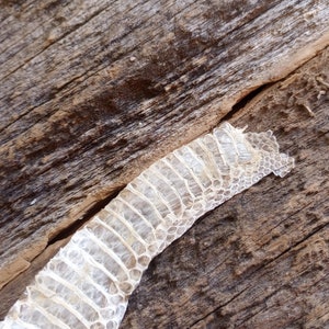 Deathtaxusa • #14 - 30" Venomous Trans Pecos Copperhead Skin Shed Molt ...