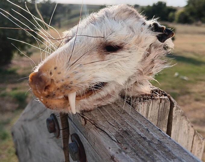 Deathtaxusa • Real Mummified Dried Opossum Possum Head | Mammal Animal | Natural Curiosity Curio ...