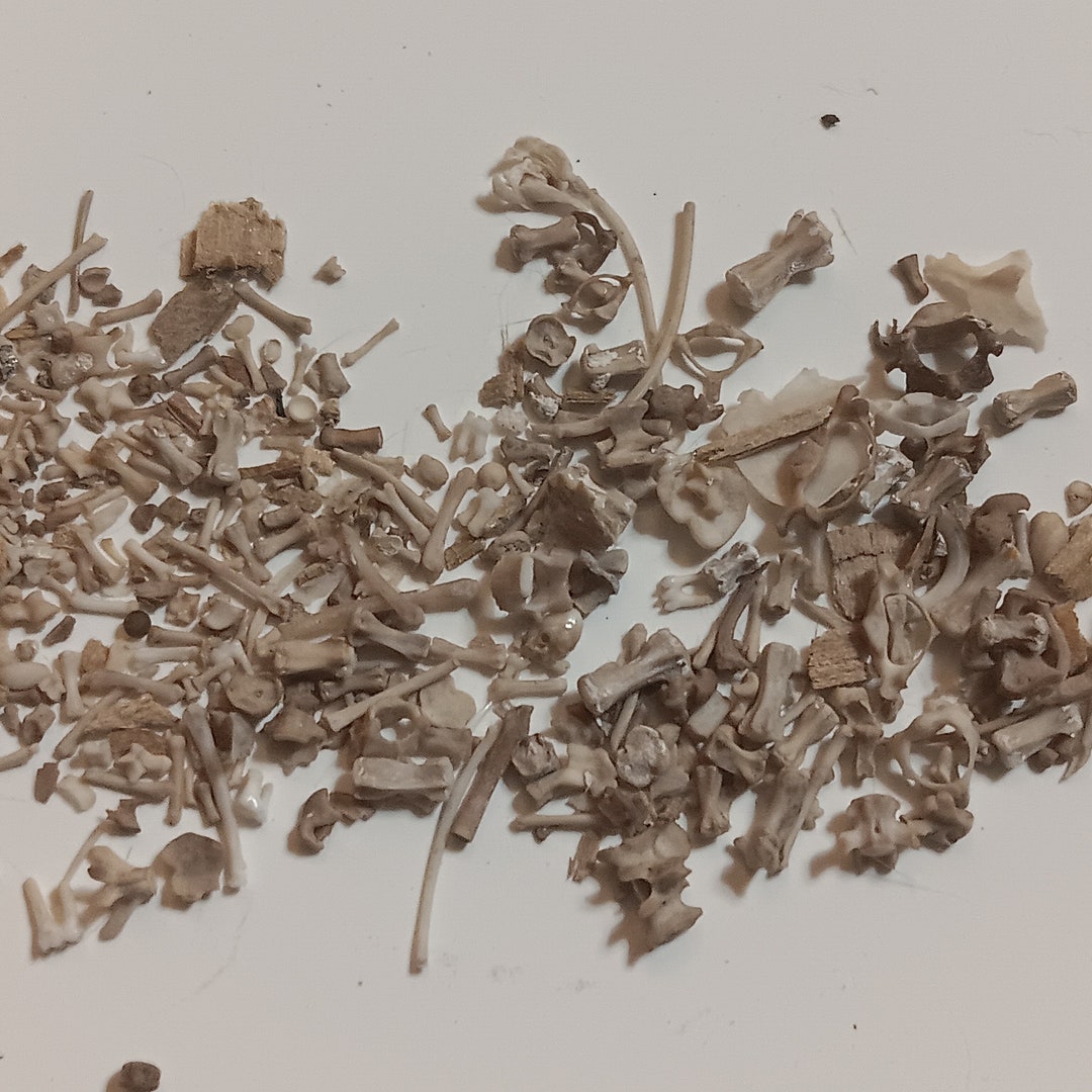 Deathtaxusa • #3035 - Real Animal Mixed Wild Rodent Small Fragment Bone ...