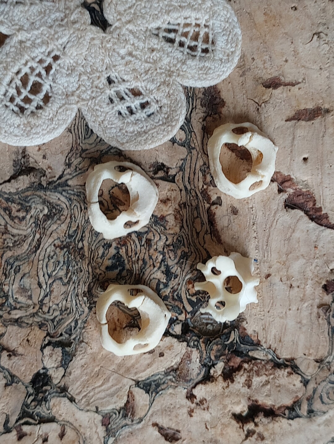Deathtaxusa 2802 Real Duck Cervical Vertebra Bone Lot Vertebrae Ducks ...