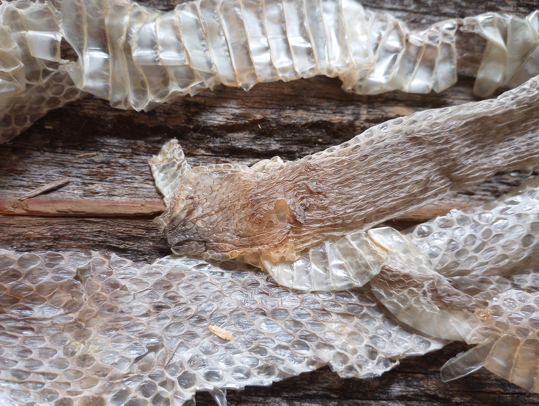 Deathtaxusa • #42 - 40" Venomous Rattlesnake Rattler Skin Shed Molt ...