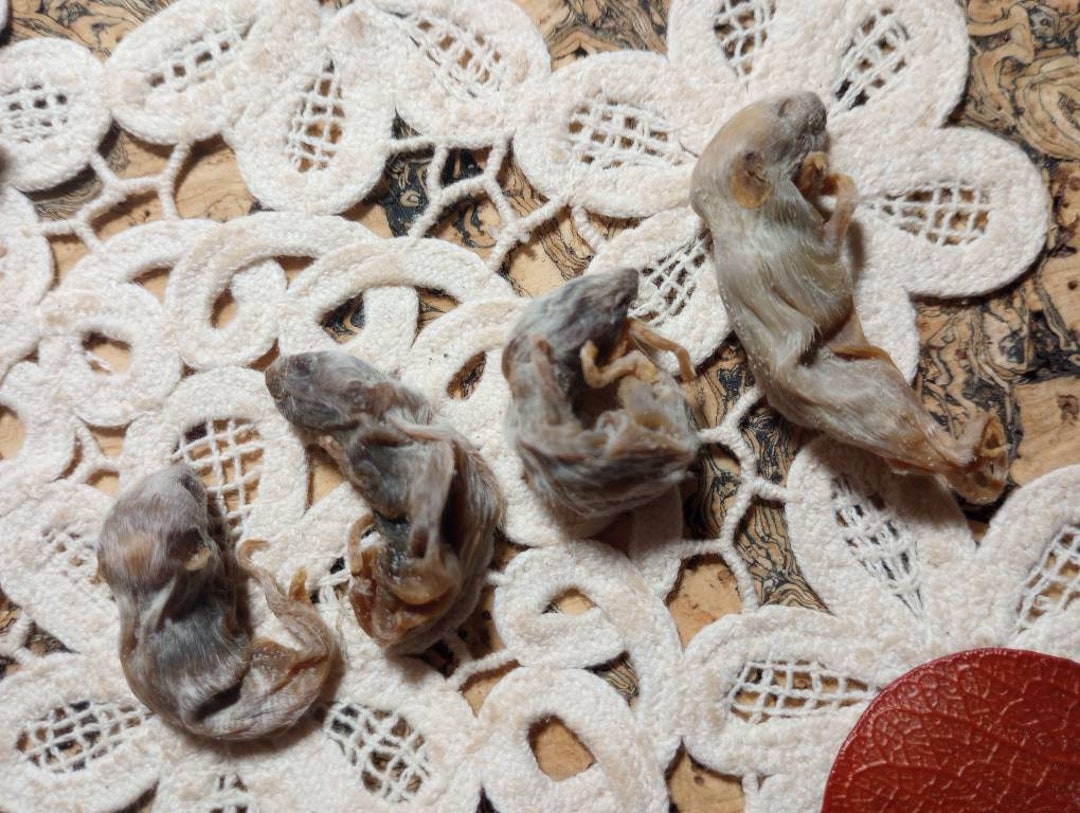 Deathtaxusa • #1316 - Real Mummified Dried Baby Domestic Pinky Mouse ...