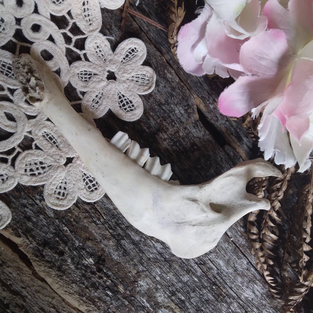 Deathtaxusa 845 Real Animal Nigerian Dwarf Goat Jaw Bone Mandiblbe ...