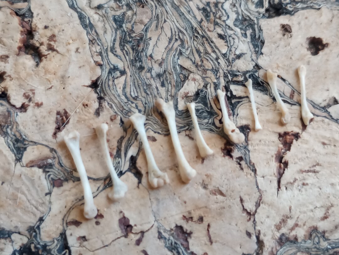 Deathtaxusa • #1669 - Real Animal Skink Lizard Limb Limbs Leg Legs Bone ...