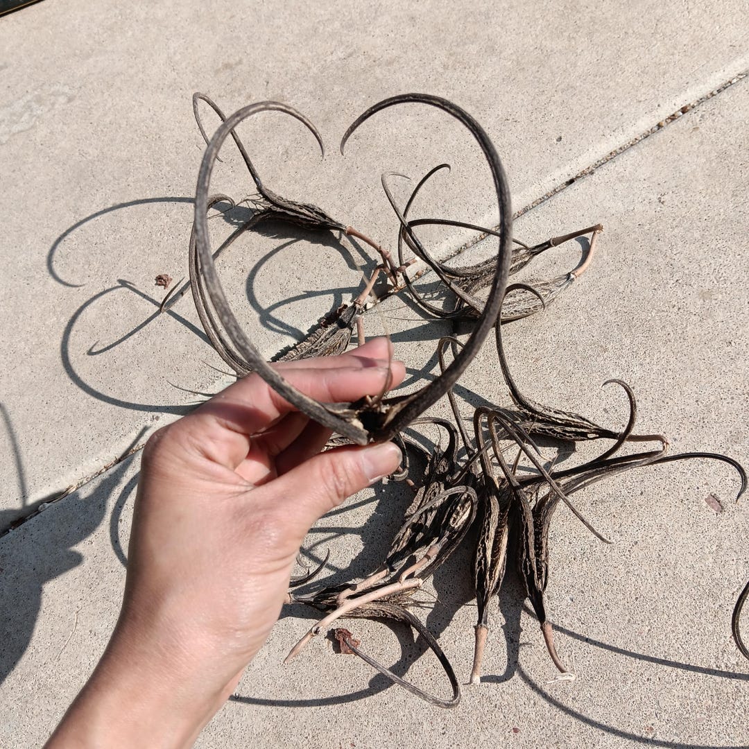 Deathtaxusa Exotic Devil's Claws Unicorn Plant Pods Pod Lot of 10 ...