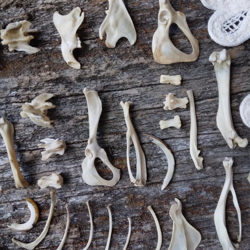 Taxidermy Rat - Etsy