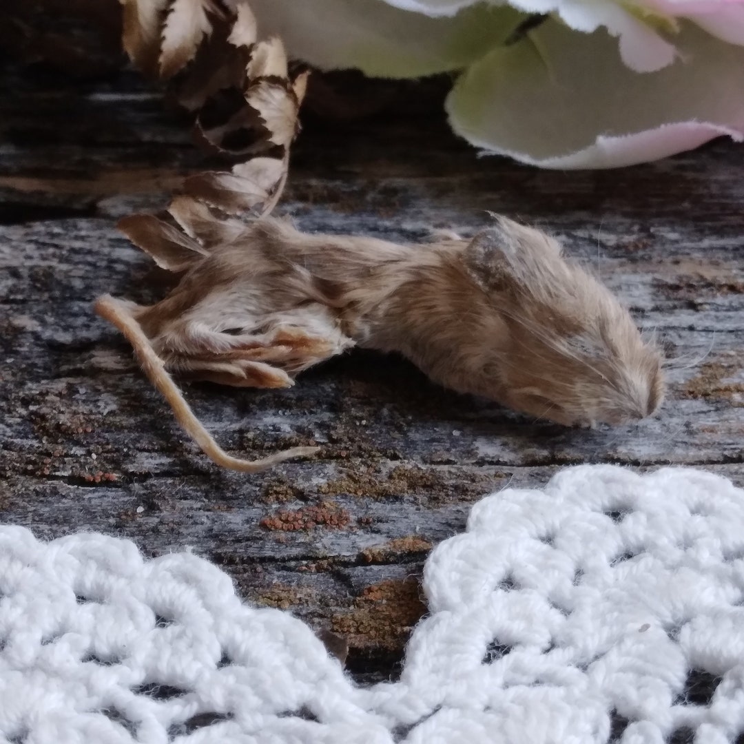 Deathtaxusa • #455 - Real Mummified Dried Baby Domestic Fancy Color ...