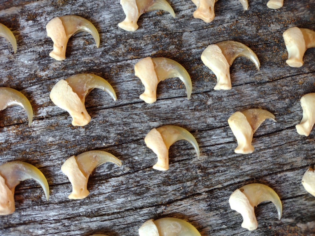 Deathtaxusa • Real Bobcat Claw Lot of 5 | Animal Claws | Natural ...