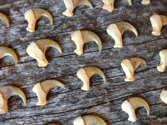 Deathtaxusa Real Bobcat Claw Lot of 5 Animal Claws - Etsy