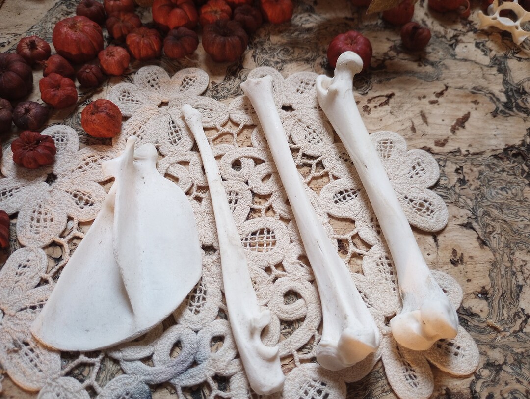 Deathtaxusa • #2550 - Real Animal Limb Leg Limbs Bone Lot | Bones ...