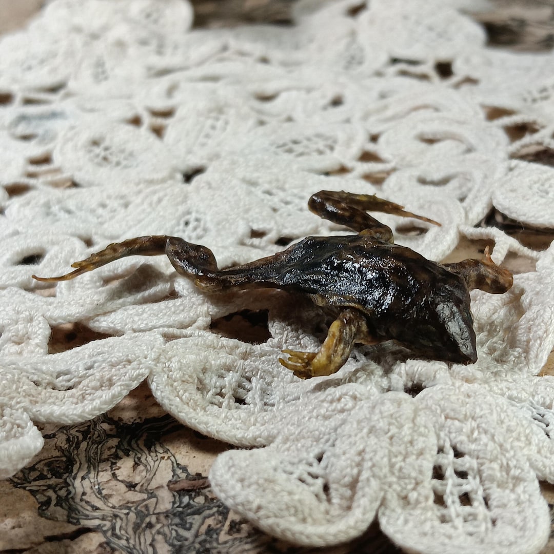 Deathtaxusa • #3270 - Real Animal Mummified Dried Toad Frog | Reptile ...