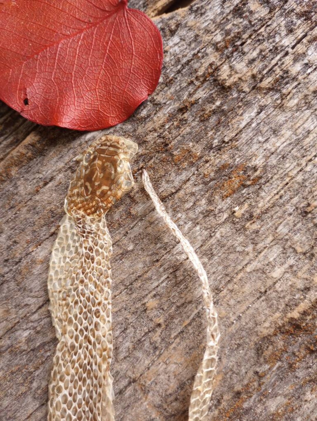 Deathtaxusa 31 39 Kingsnake King Snake Skin Shed Molt Serpent Reptile ...