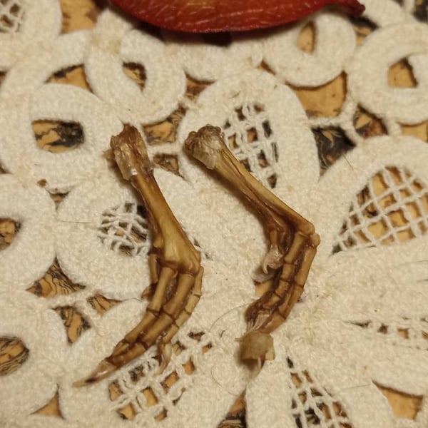 Voodoo Chicken Bones - Etsy