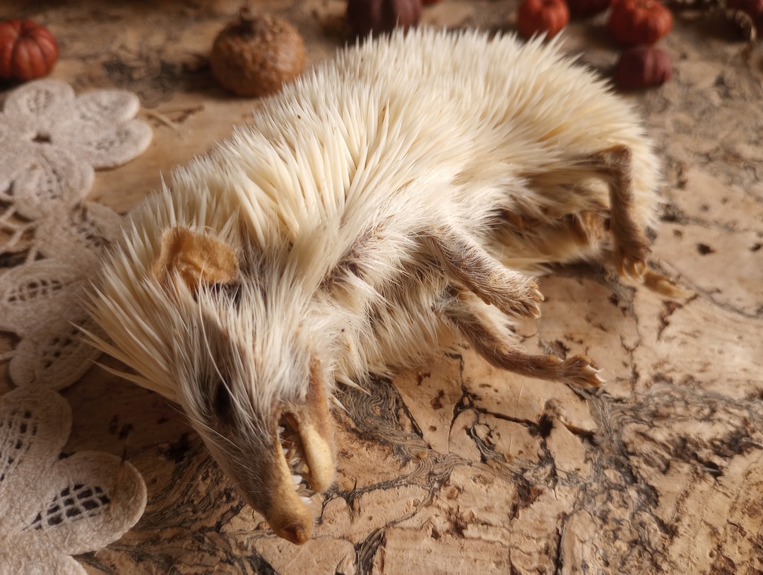 Deathtaxusa 5 Real Mummified Dried Domestic Pygmy Hedgehog Hoglet ...