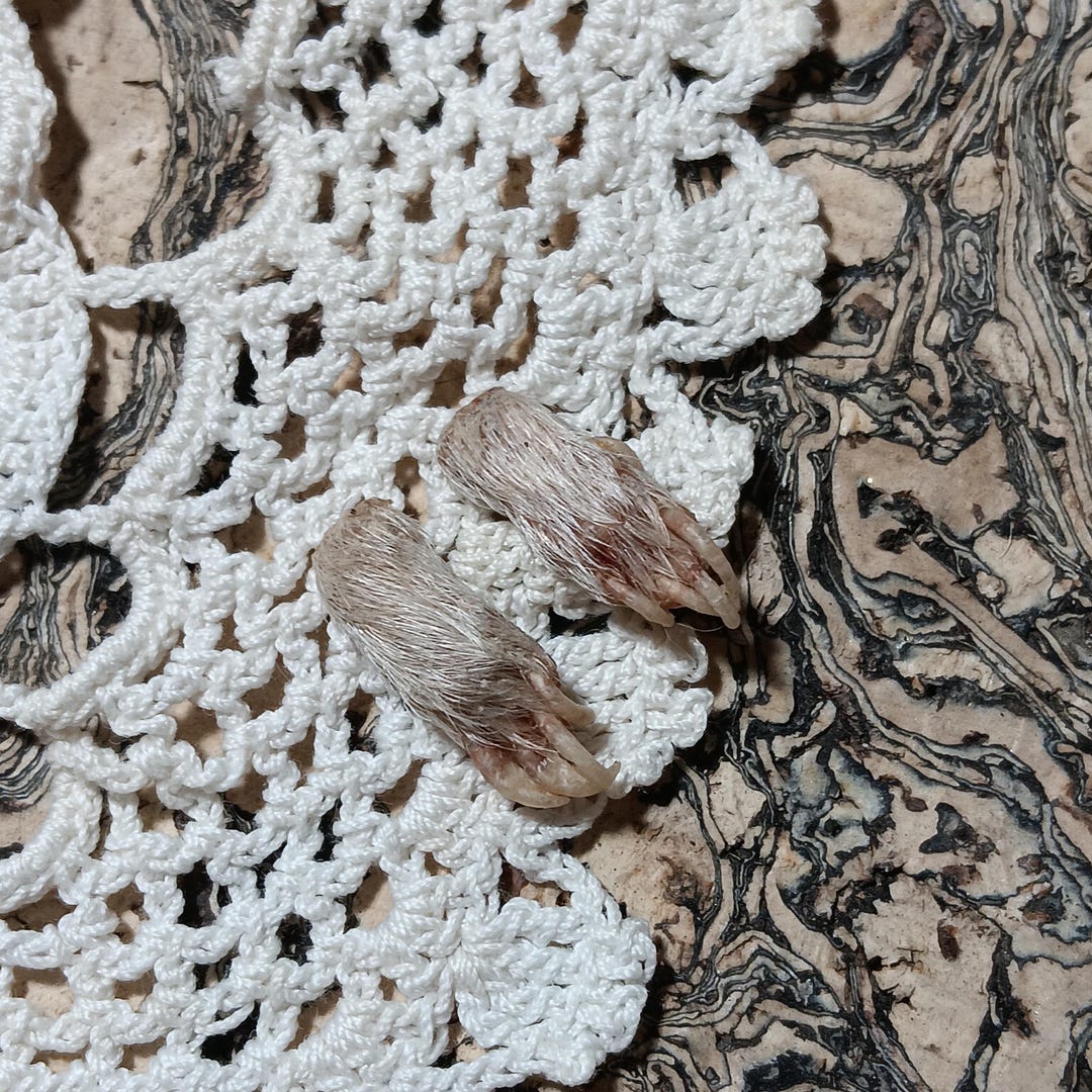 Deathtaxusa • #3715 - Real Animal Mummified Domestic Hedgehog Feet Paws ...