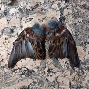 Deathtaxusa 3274 Real Animal Mummified European House Sparrow Wings ...