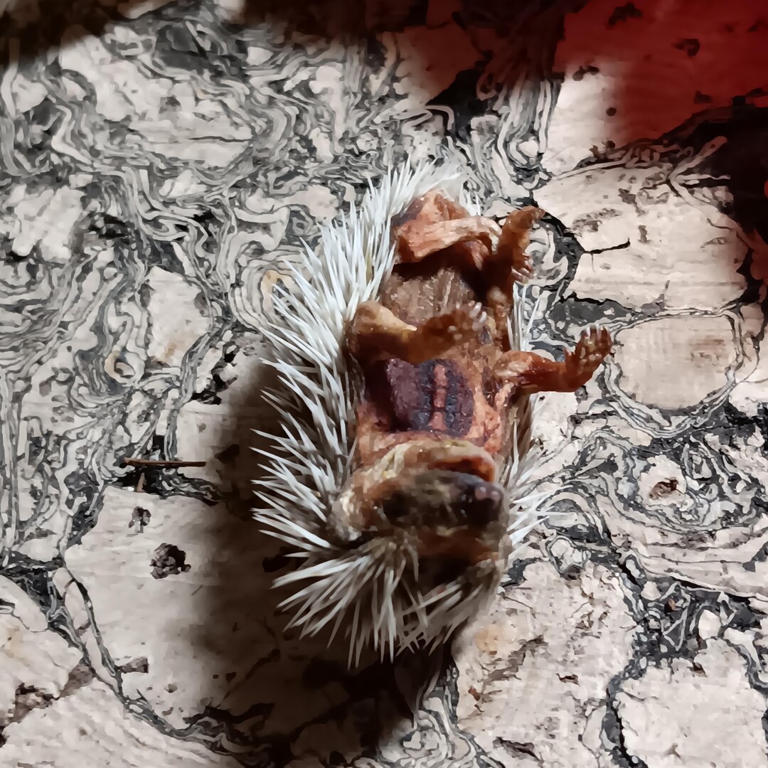 Deathtaxusa 3209 Real Mummified Dried Domestic Pygmy Hedgehog Hoglet ...