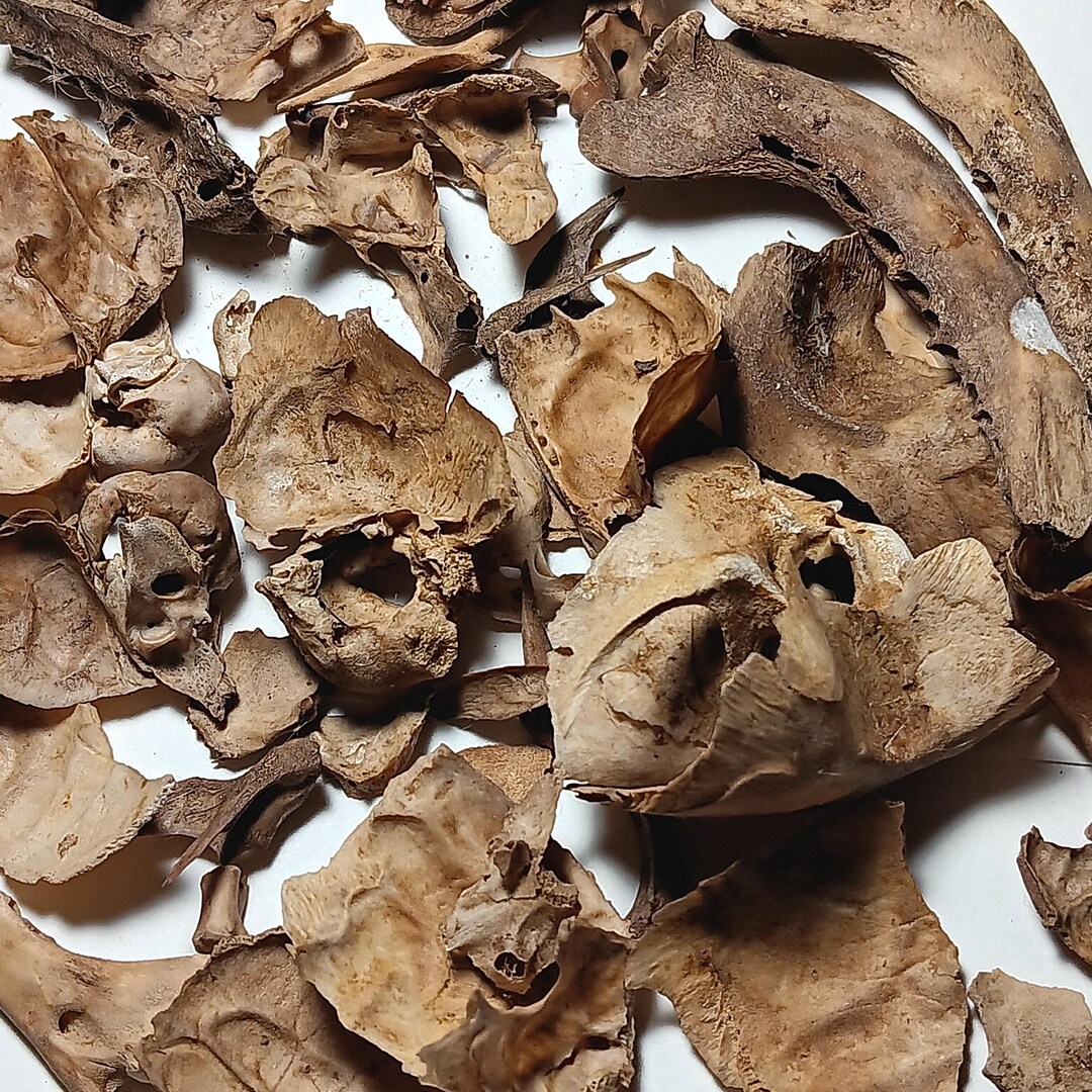 Deathtaxusa • #3927 - Real Animal Mixed Skull Bone Lot | Miscellaneous ...