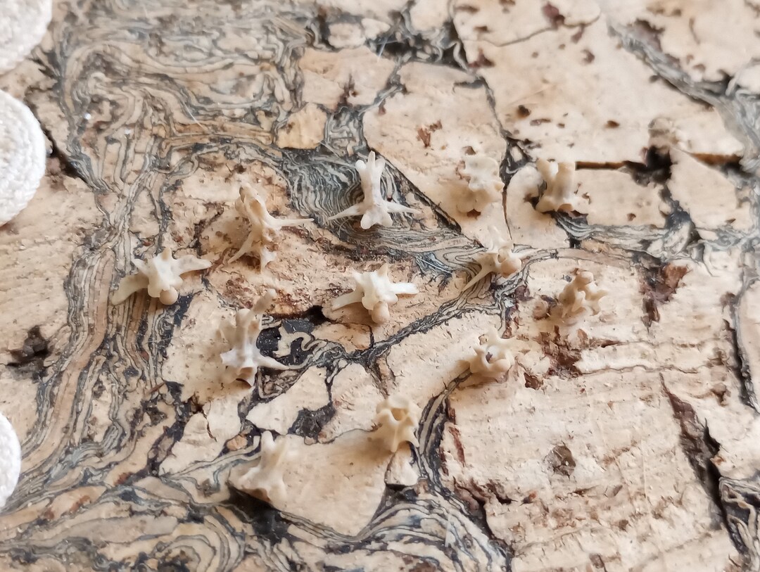 Deathtaxusa 1684 Real Animal Skink Lizard Vertebrae Vertebra Spine ...