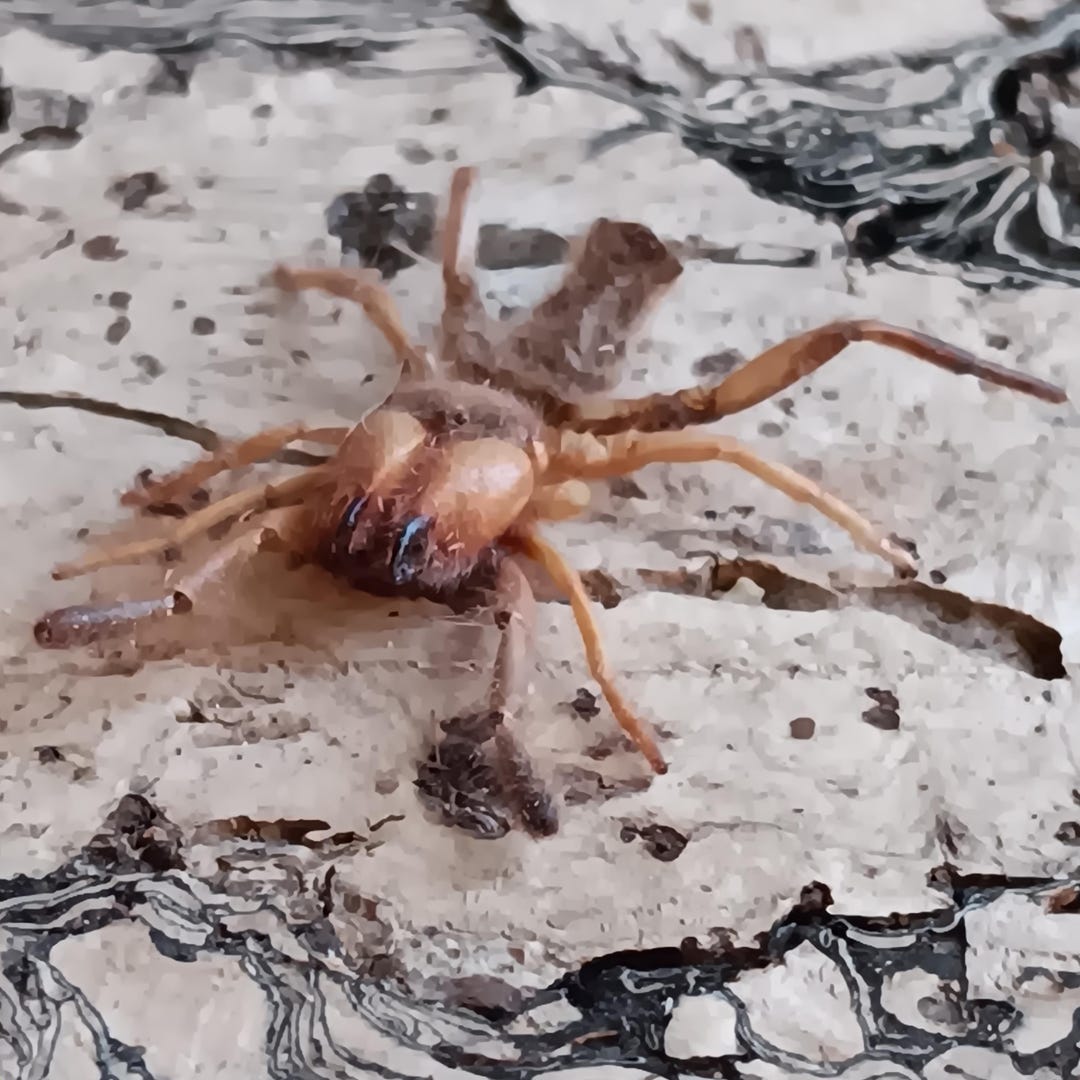 Deathtaxusa 90 Real Dried Mummified Dried Wind Solifugid Scorpion Camep ...