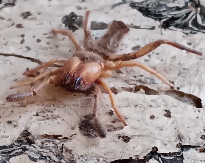 Deathtaxusa • #90 - Real Dried Mummified Dried Wind Solifugid Scorpion ...