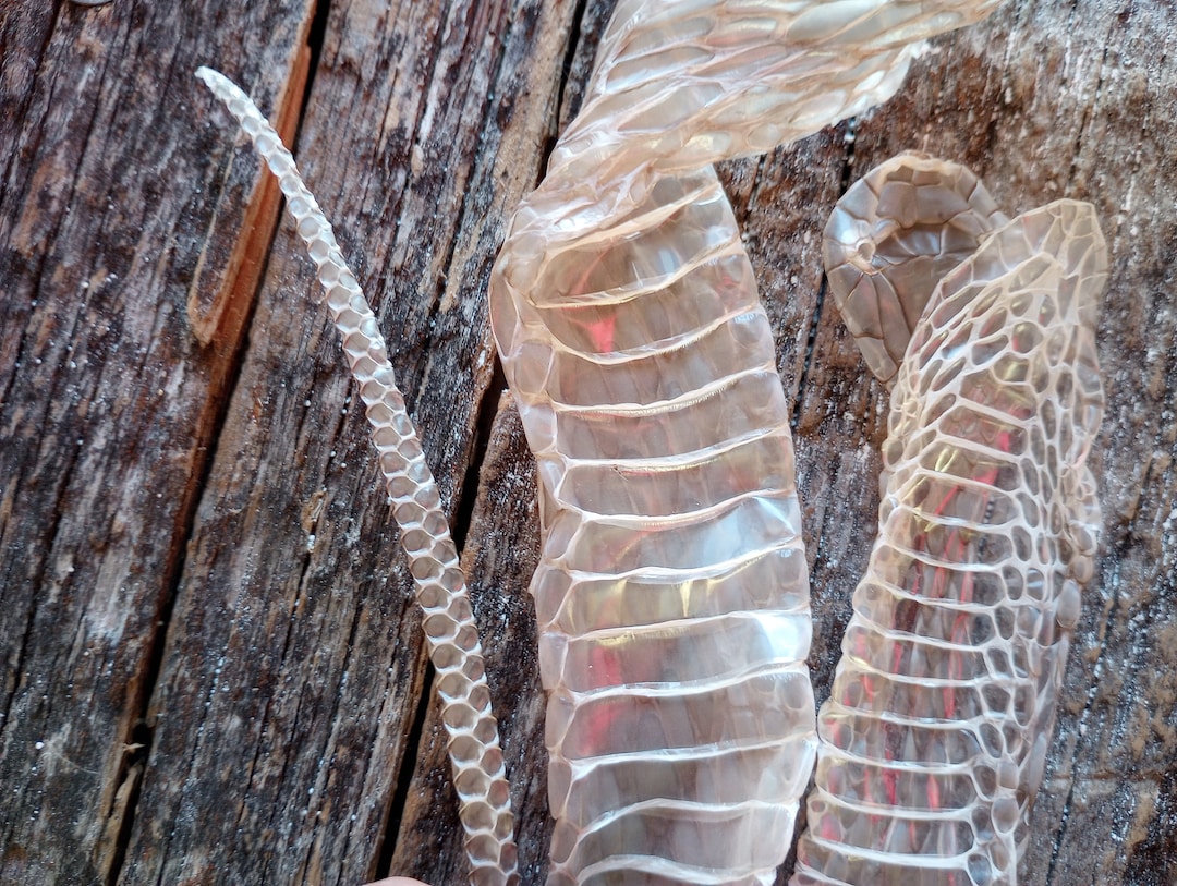 Deathtaxusa 100 81 Venomous African Green Mamba Skin Shed Molt Serpent ...