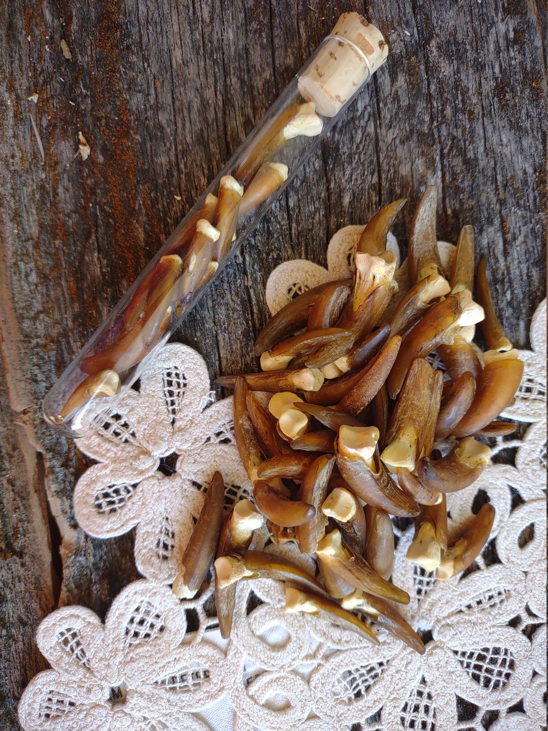 Deathtaxusa VIAL of Real Snapping Turtle Claws Snapper Reptile Claw ...