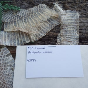 Deathtaxusa 82 SCRAPS Venomous Copperhead Serpent Skin Shed Molt Snake ...