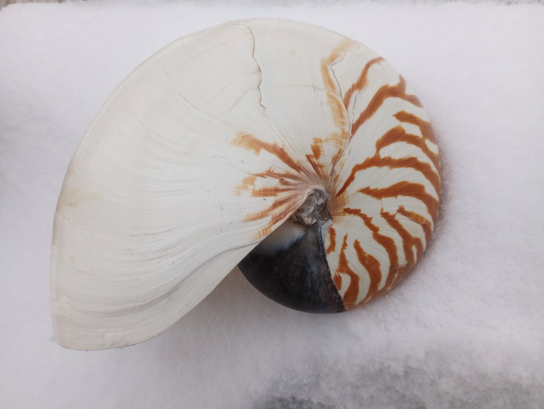 Deathtaxusa Vintage Large 6 7 Tiger Striped Nautilus Shell Seashell Sea ...