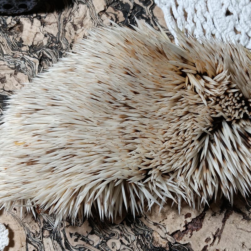 Real Animal Skin - Etsy