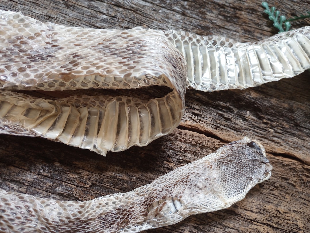 Deathtaxusa 48 38 Venomous Rattlesnake Rattler Skin Shed Molt Snake ...