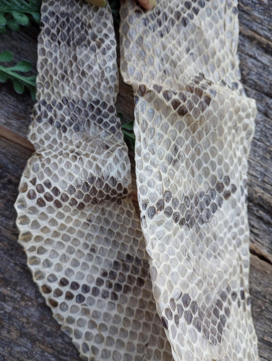 Deathtaxusa 74 27 Venomous Timber Rattlesnake Rattler Serpent Skin Shed ...