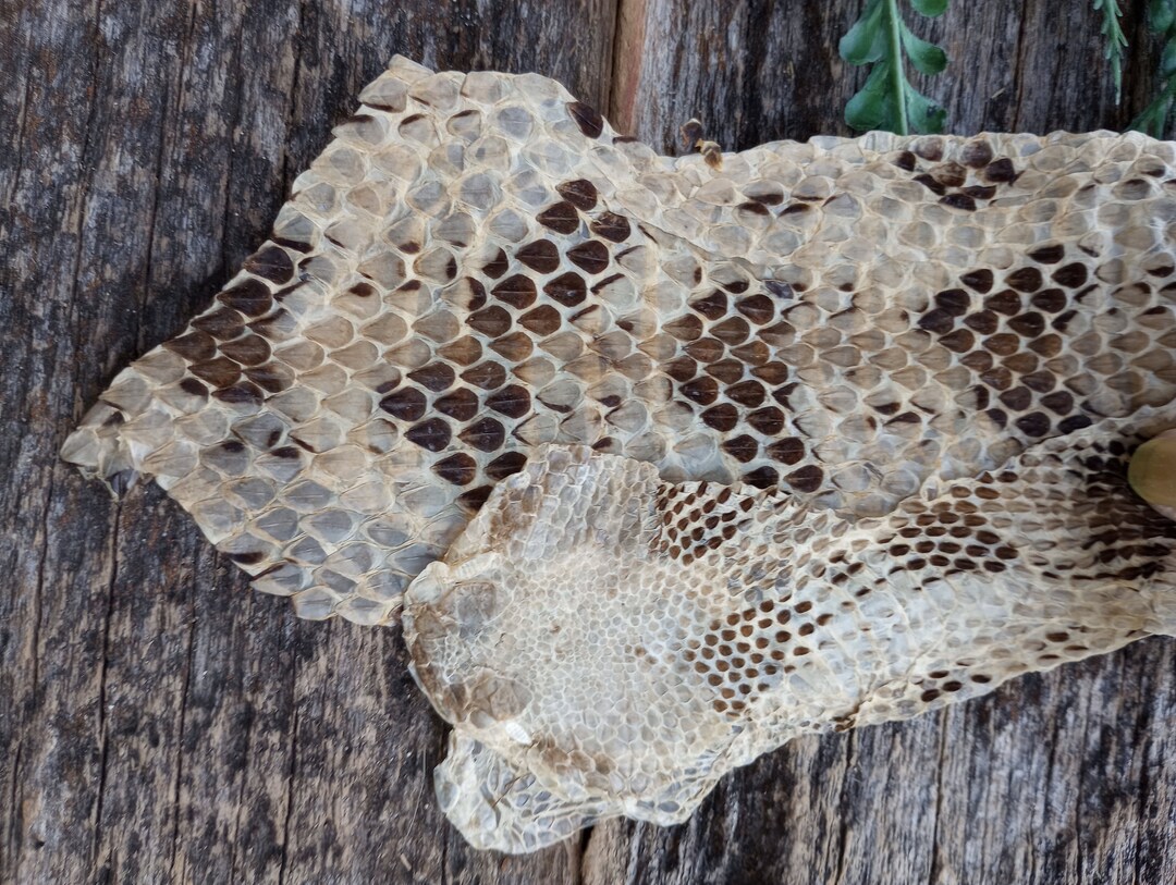 Deathtaxusa • #75 - 17" Venomous Timber Rattlesnake Rattler Serpent ...