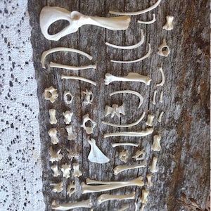 Deathtaxusa A5 50 Real Animal Domestic Rodent Rat Bone Lot Mouse Mice ...