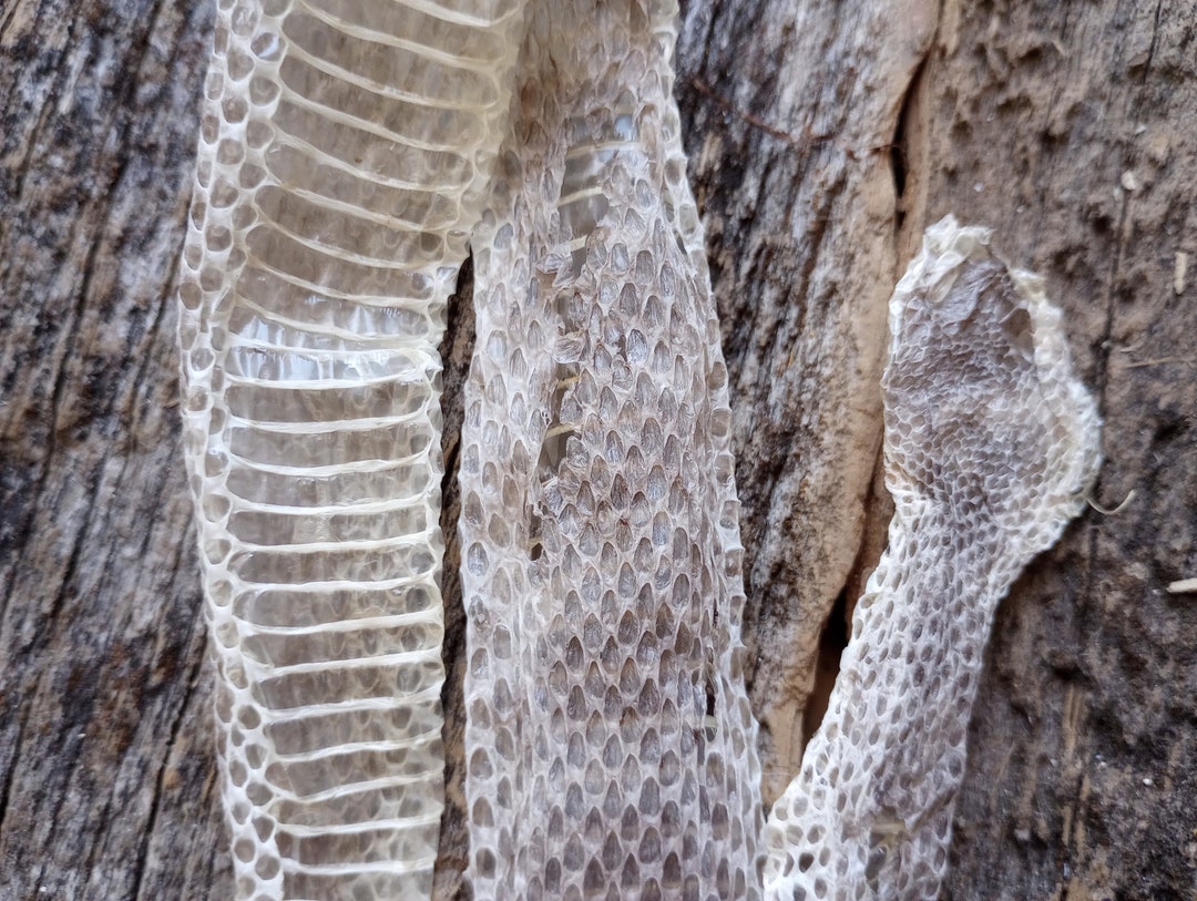Deathtaxusa 70 28 Venomous Rattlesnake Rattler Skin Shed Molt Snake ...