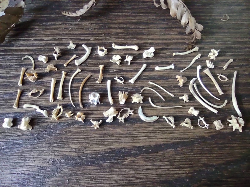 Deathtaxusa • #A29 - 50+ Real Animal Domestic Rodent Mice Bone Lot ...