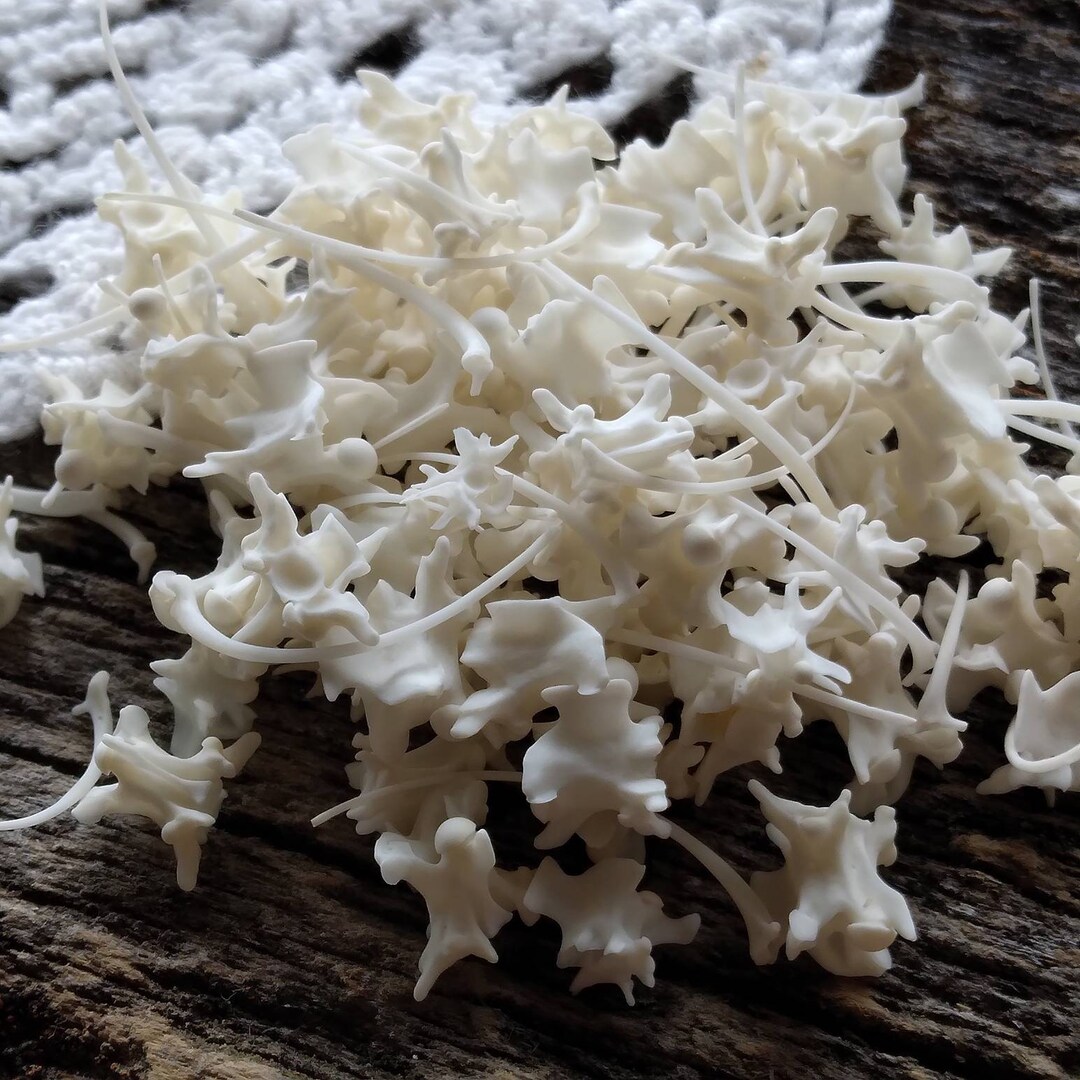 Deathtaxusa • #10 - YOU PICK! Real Animal Snake Vertebrae OR Rib Bones ...
