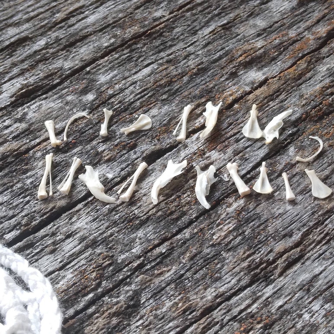 Deathtaxusa • #A24 - 50+ Real Animal TINY Mixed Rodent Bone Lot | Rat ...