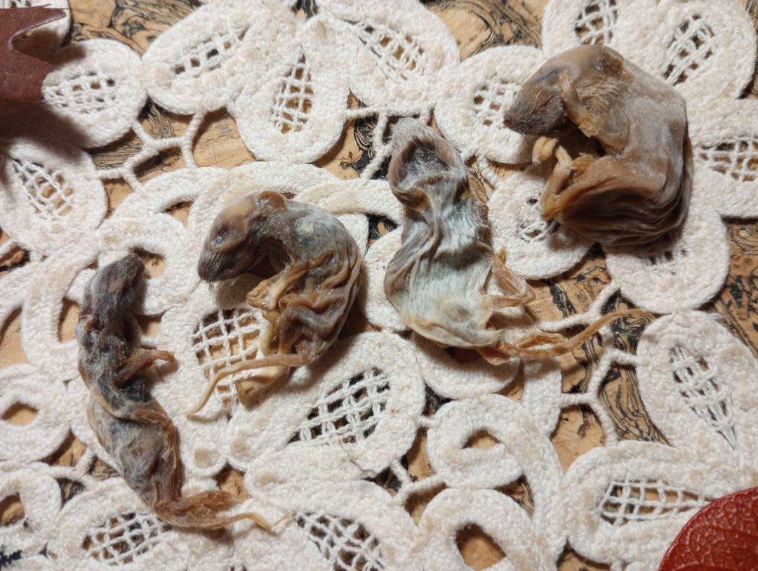 Deathtaxusa • #1315 - Real Mummified Dried Baby Domestic Pinky Mouse ...