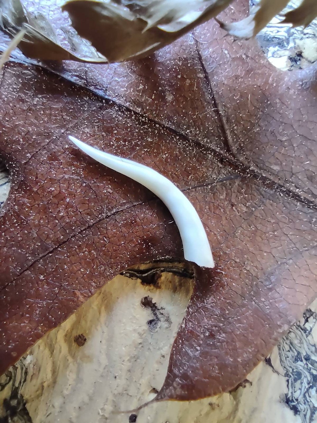 Deathtaxusa • #1060 - Real Snake African Gaboon Viper Fang Bone | Bitis ...