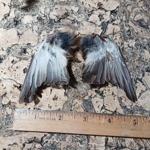Deathtaxusa 3274 Real Animal Mummified European House Sparrow Wings ...