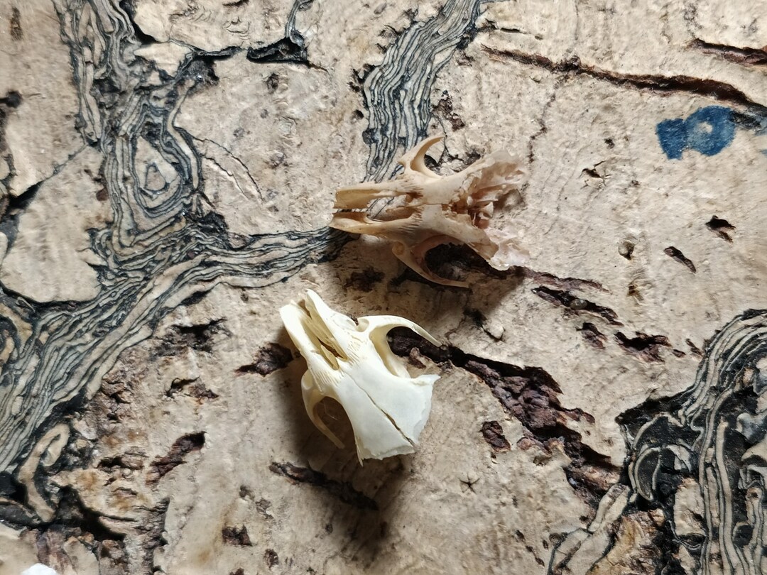 Deathtaxusa • #4340 - Real Animal Domestic Rodent Skulls Bone Lot | Rat ...