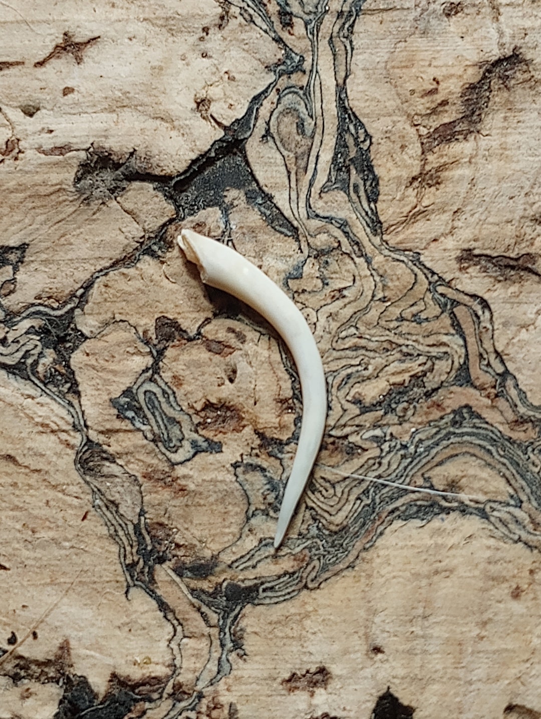 Deathtaxusa 2701 Real Snake African Gaboon Viper Fang Bone Bitis ...