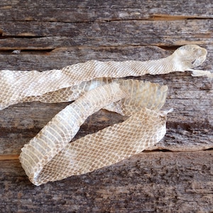 Deathtaxusa • #14 - 30" Venomous Trans Pecos Copperhead Skin Shed Molt ...