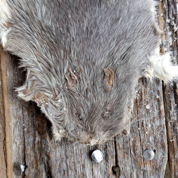 Taxidermy Rat - Etsy