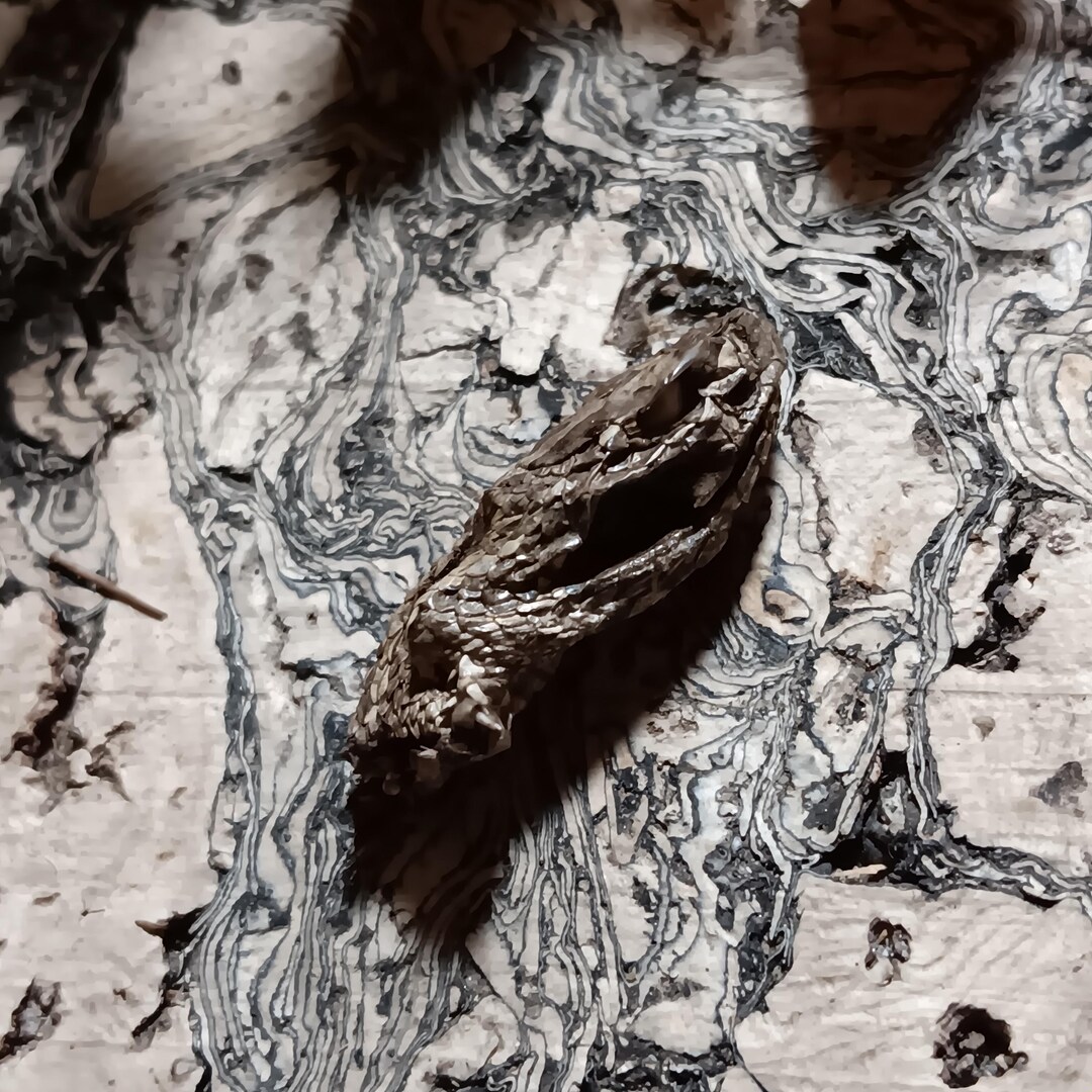 Deathtaxusa • #3222 - Real Animal Mummified Real Rattler Snake Heed ...