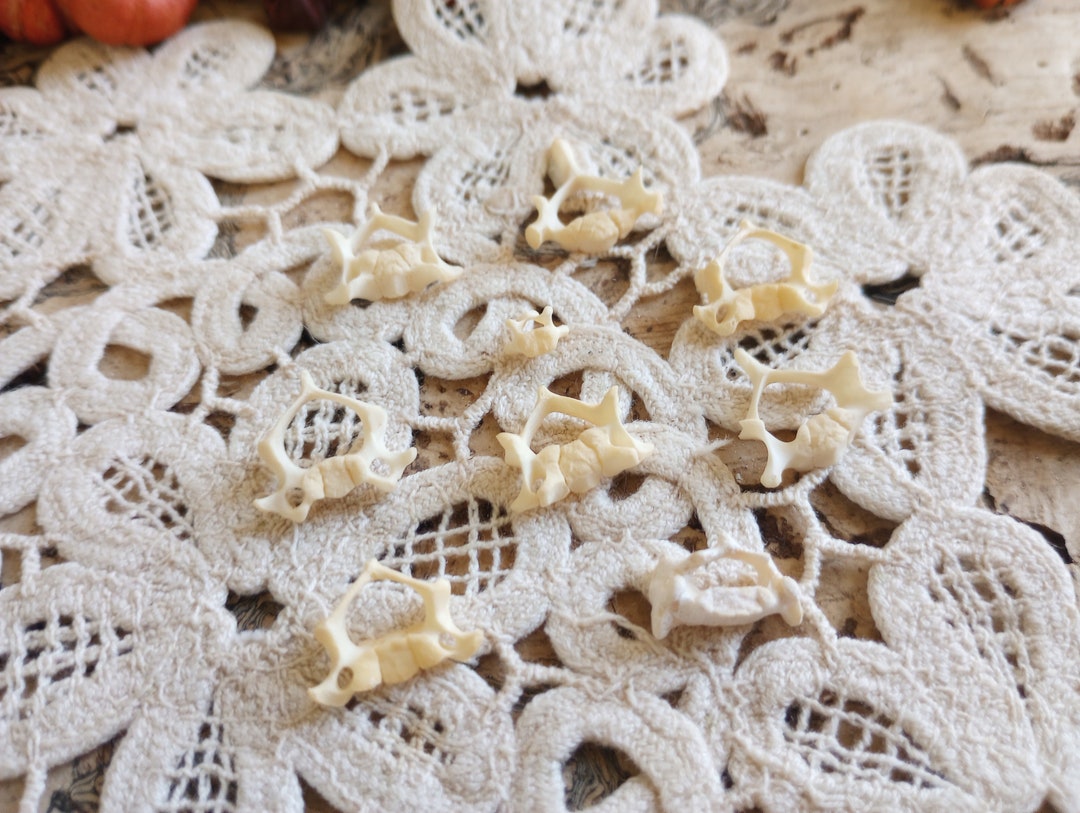 Deathtaxusa 2473 Real Animal Vertebrae Vertebra Bone Lot Bones Juvenile ...